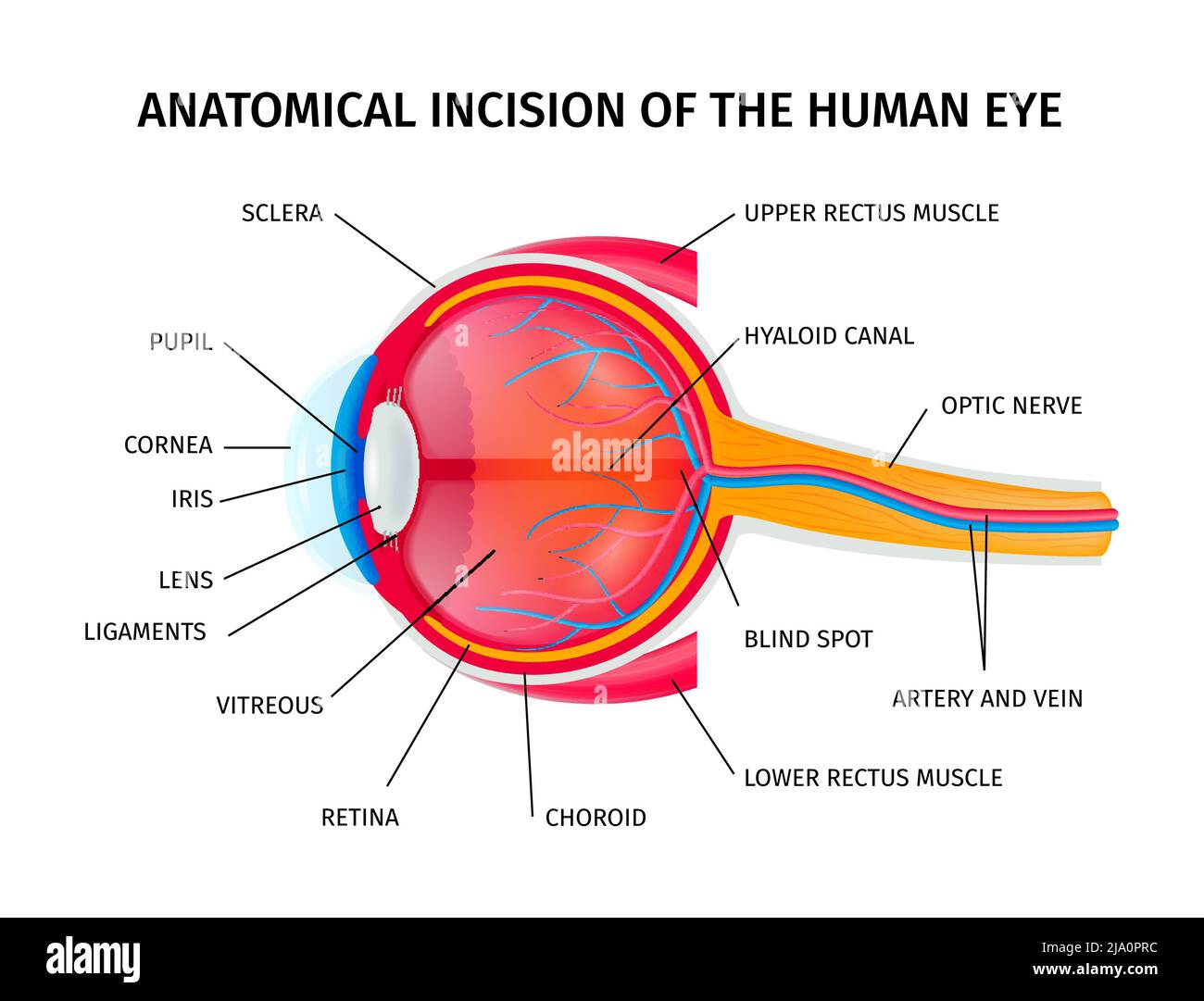 Infografiken zur Anatomie des menschlichen Augapfels Einschnitt mit ...