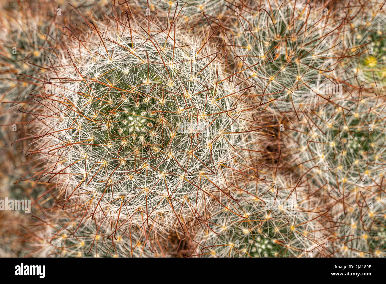 Multiceps multiceps -Fotos und -Bildmaterial in hoher Auflösung – Alamy