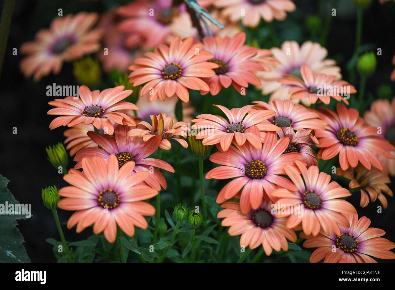 Die Chelsea Flower Show 2022 ist vom 24.. Bis 28.. Mai 2022 geöffnet ...