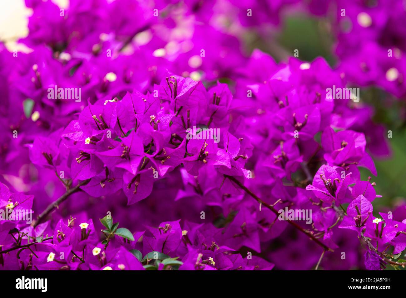 Luxus Bougainvillea Verliert Bluten Fotos