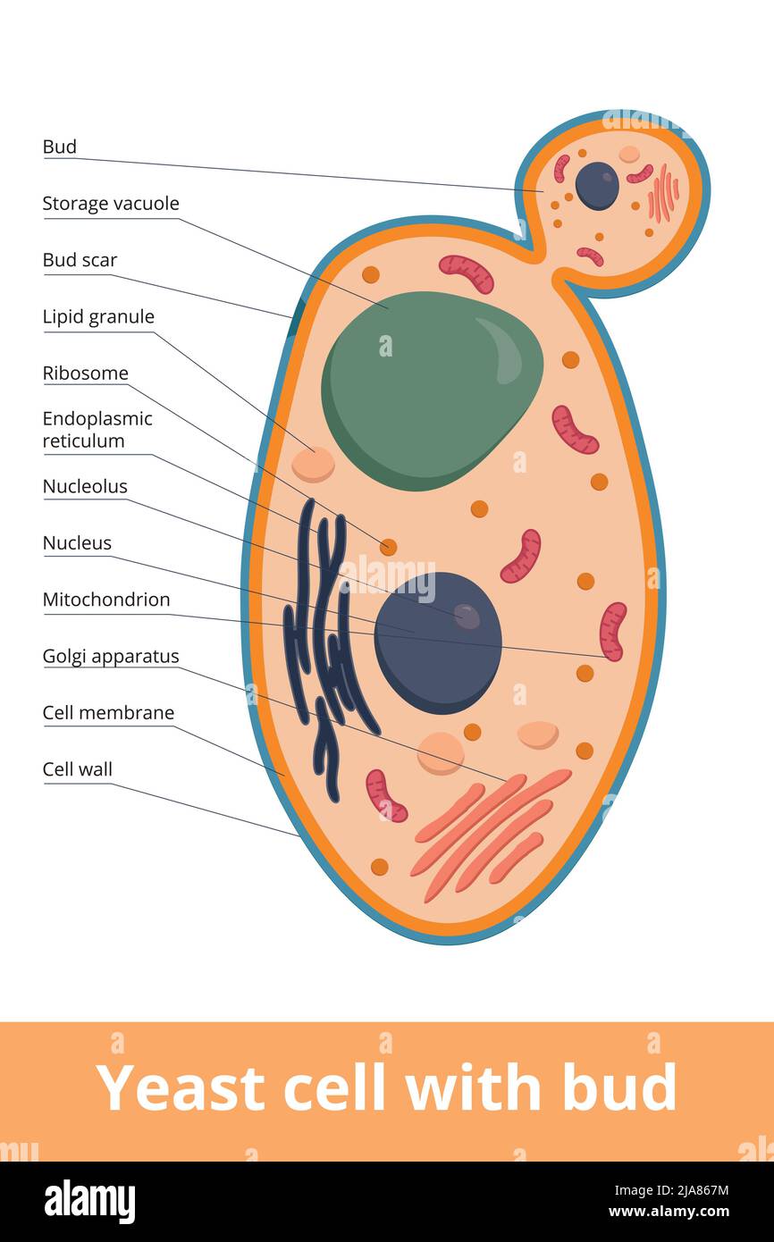 Beschriftung Von Hefediagrammen