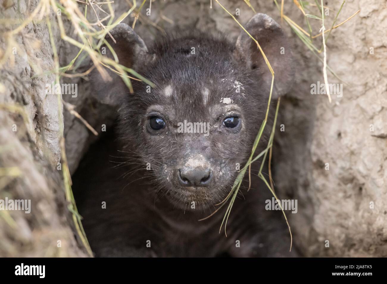 Hyäne baby -Fotos und -Bildmaterial in hoher Auflösung – Alamy
