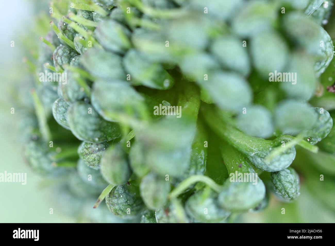 Eier des Erdbeerblütenweevil Anthonomus rubi wurden auf der ...