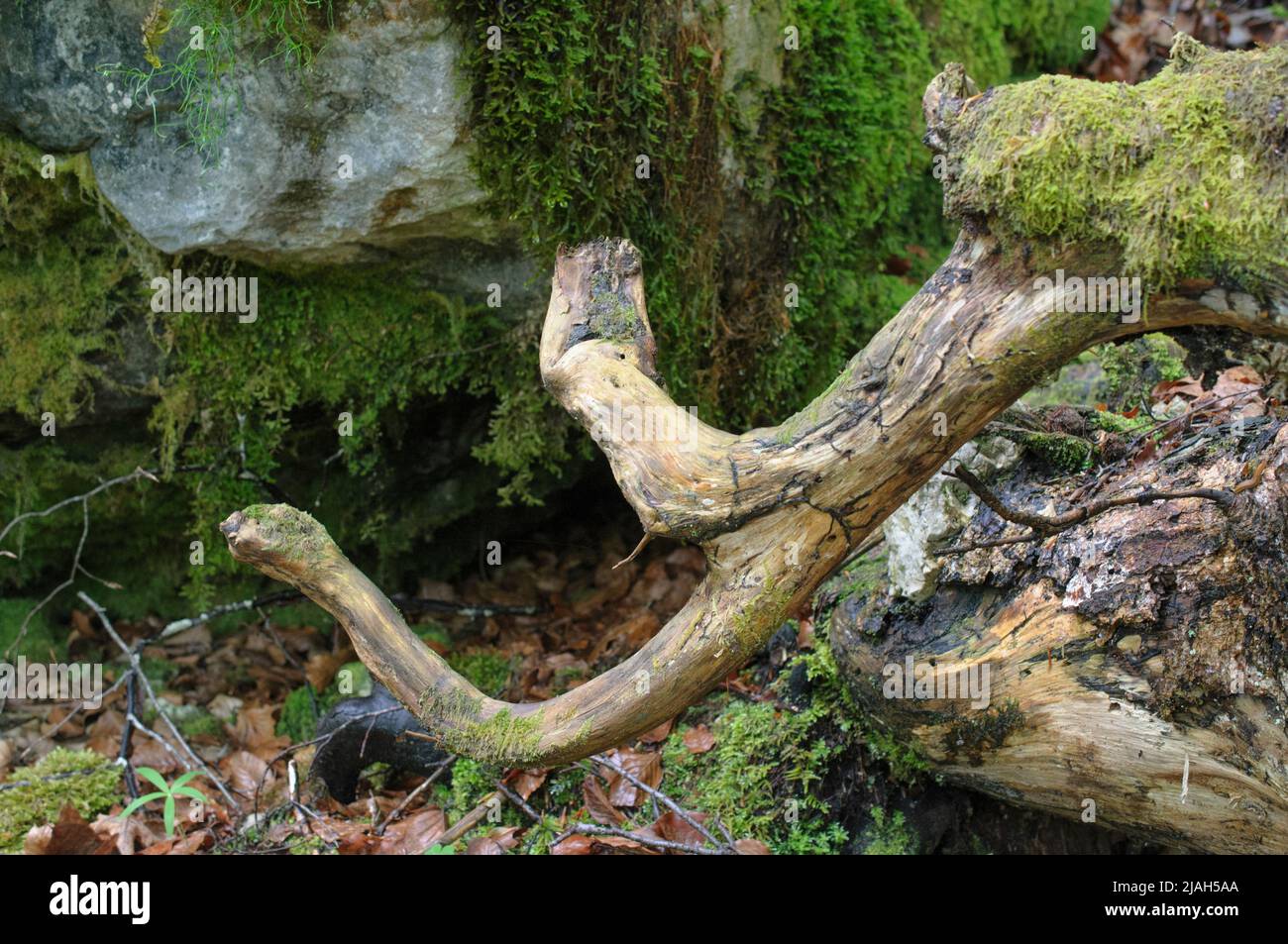 Gebogenen baumstamm -Fotos und -Bildmaterial in hoher Auflösung – Alamy