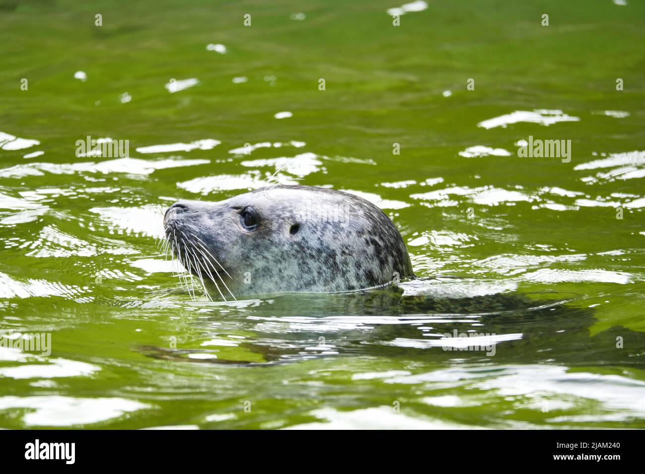 Schwimmende arten -Fotos und -Bildmaterial in hoher Auflösung – Alamy