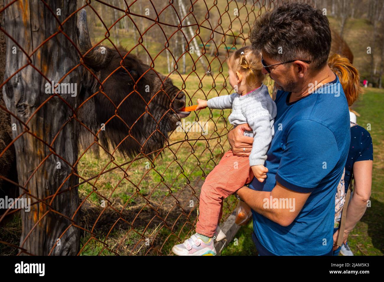 Bison-Gesicht unter dem Fechtvordock. Altai Zucht Bisons Ort. Der ...