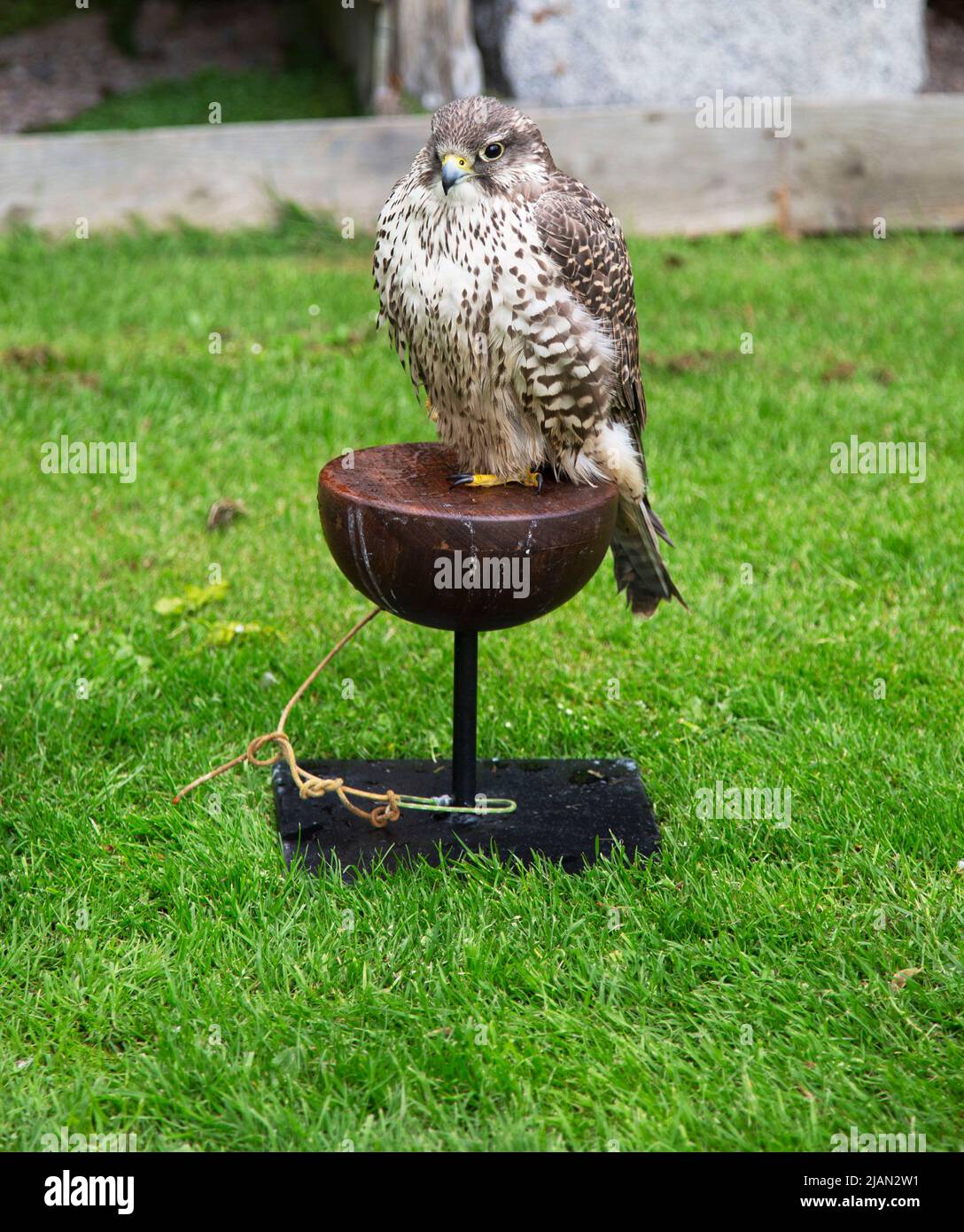 Falknerei golspie -Fotos und -Bildmaterial in hoher Auflösung – Alamy