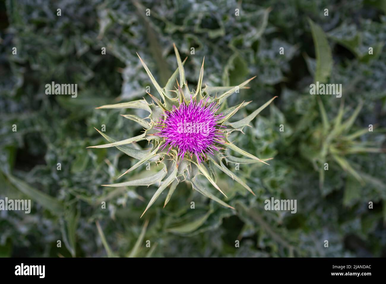 Feld mariendistel -Fotos und -Bildmaterial in hoher Auflösung – Alamy