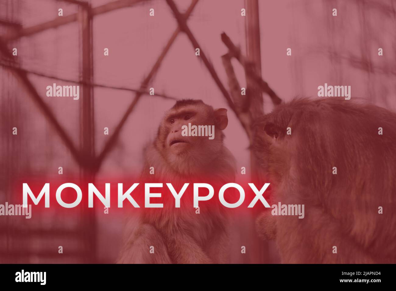 Monkeypox-Virus. Roter Hintergrund. Ausbruchskonzept. Virus, das von ...