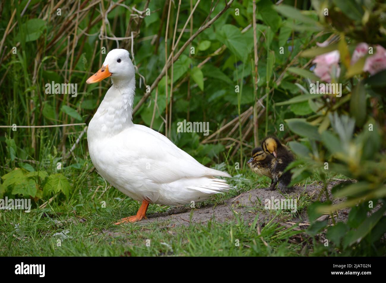Mutter mit entenbabys -Fotos und -Bildmaterial in hoher Auflösung – Alamy