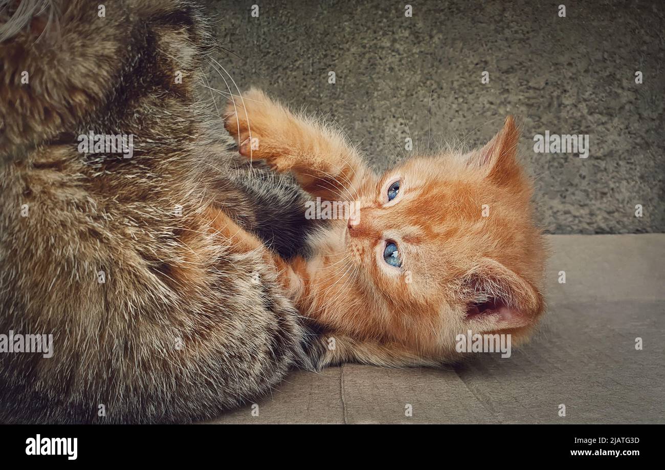 Katzen witzig -Fotos und -Bildmaterial in hoher Auflösung – Alamy
