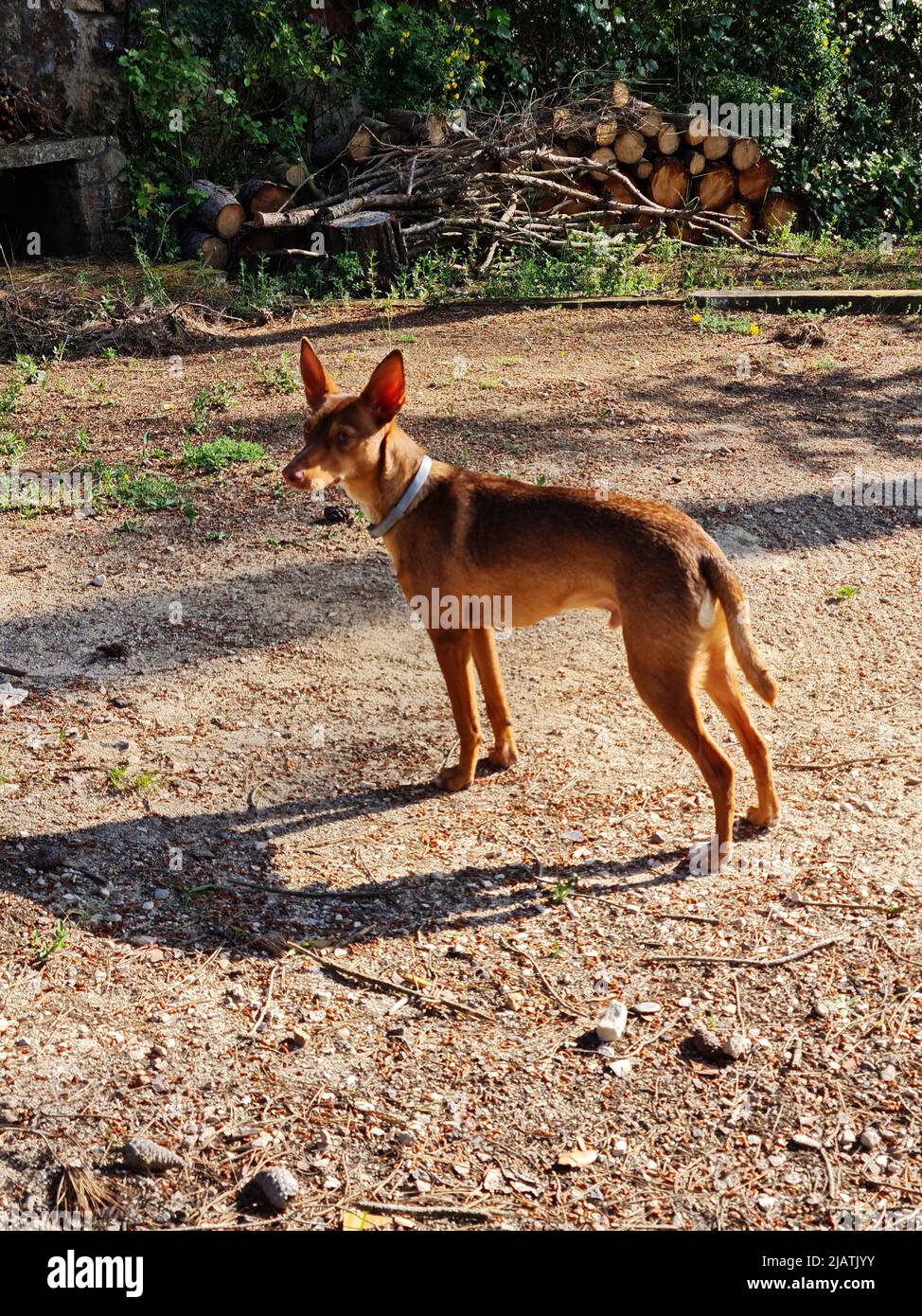 Andalusian hound -Fotos und -Bildmaterial in hoher Auflösung – Alamy