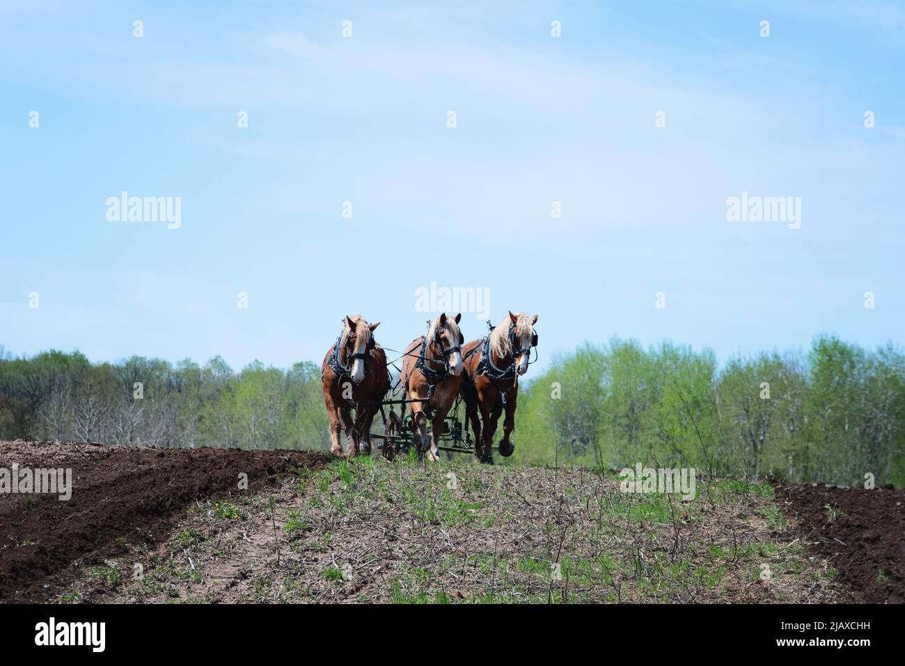 Zugpferd team -Fotos und -Bildmaterial in hoher Auflösung – Alamy