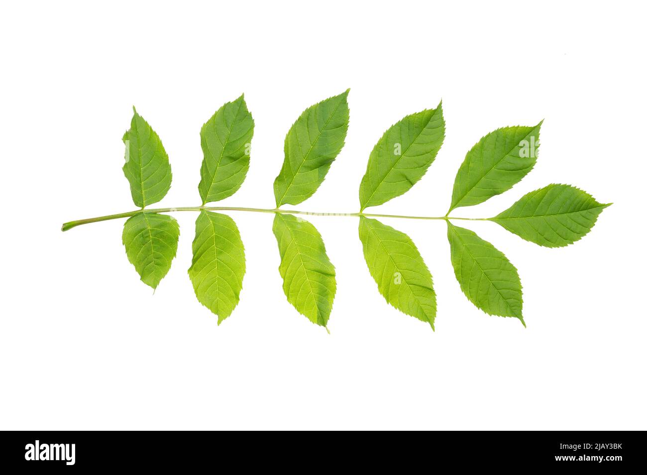 Blatt fraxinus excelsior isolieren -Fotos und -Bildmaterial in hoher ...