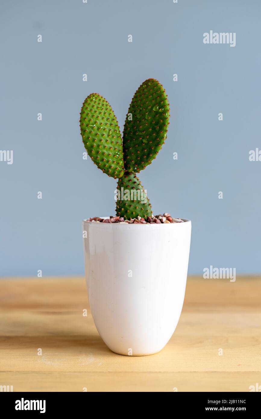 Zimt hasenohren -Fotos und -Bildmaterial in hoher Auflösung – Alamy