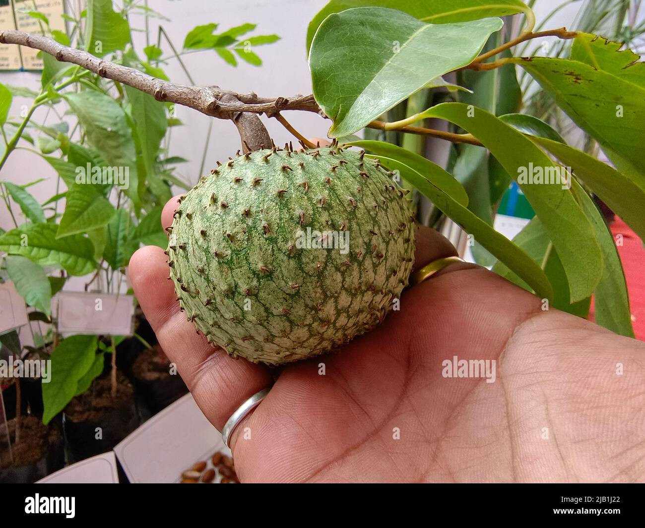 Soursop frucht -Fotos und -Bildmaterial in hoher Auflösung – Alamy
