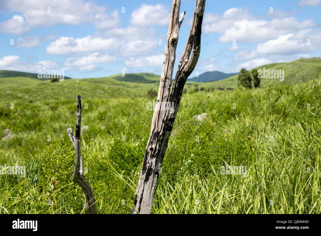 Parque nacional akiyoshidai -Fotos und -Bildmaterial in hoher Auflösung ...