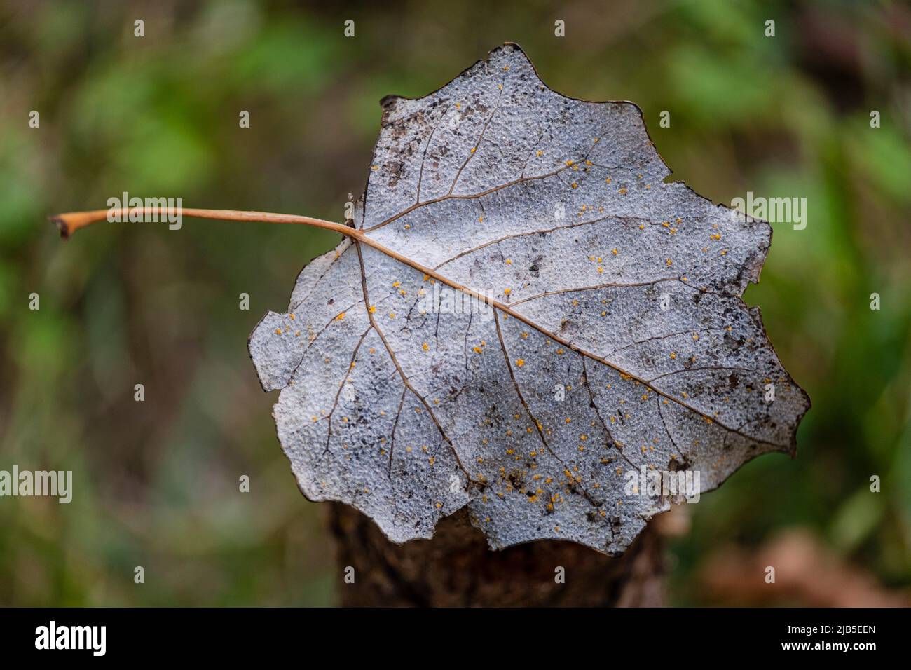 Blatt der weißen pappel populus alba -Fotos und -Bildmaterial in hoher ...