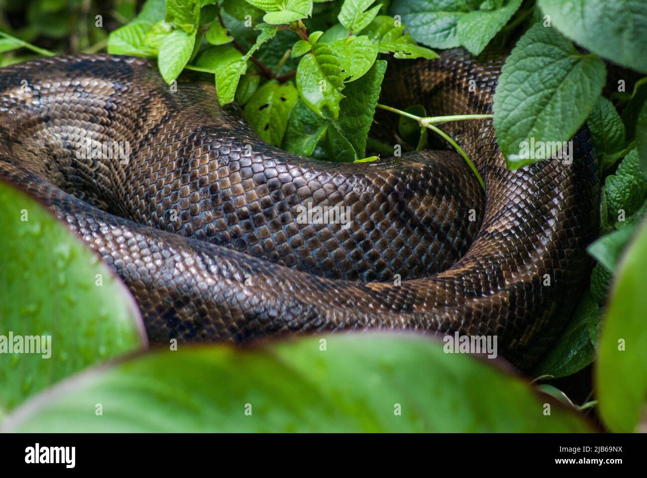 Madagaskar-Baumboa (Sanzinia madagascariensis) teilweise verborgen ...