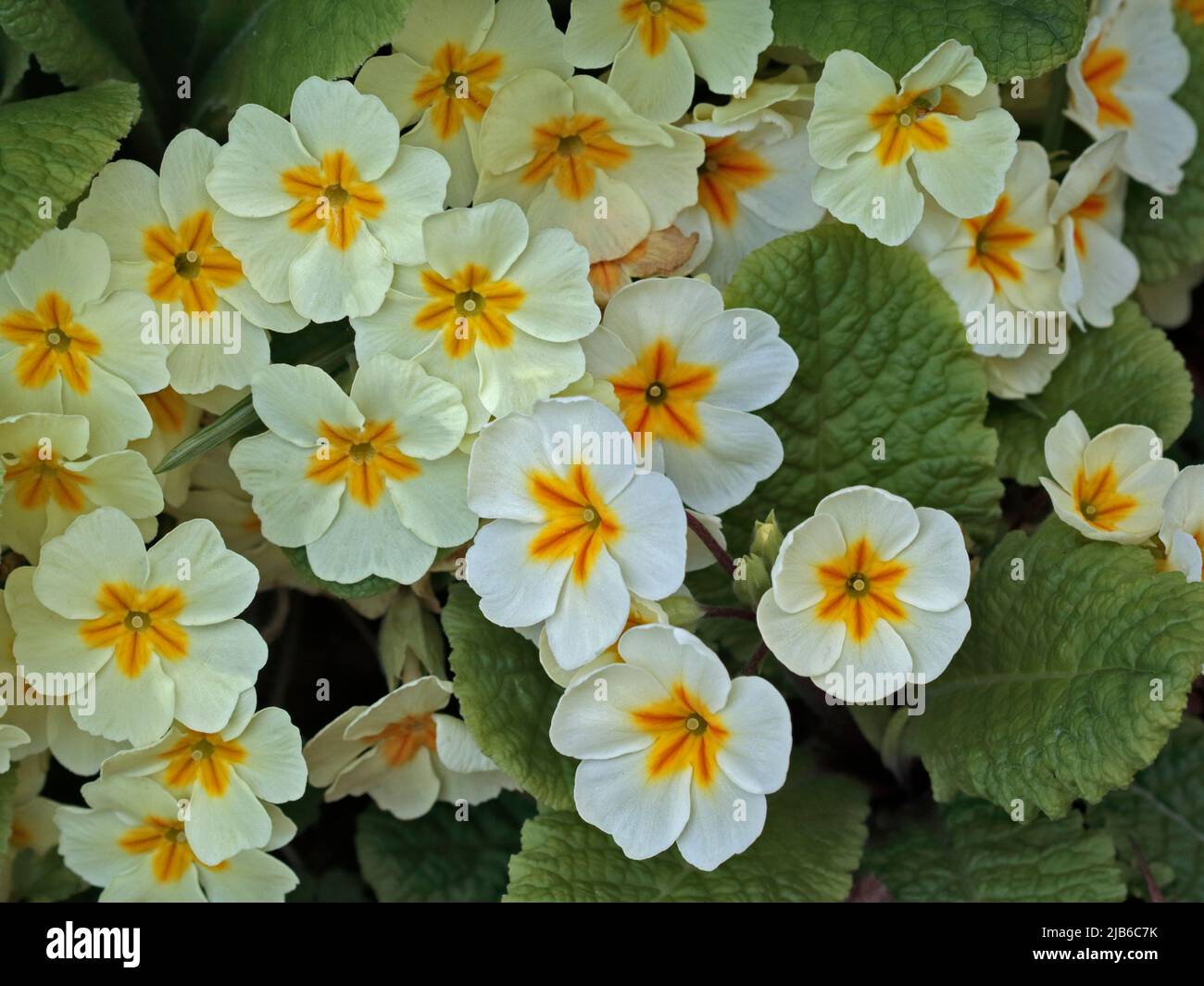Gelbe staude -Fotos und -Bildmaterial in hoher Auflösung – Alamy