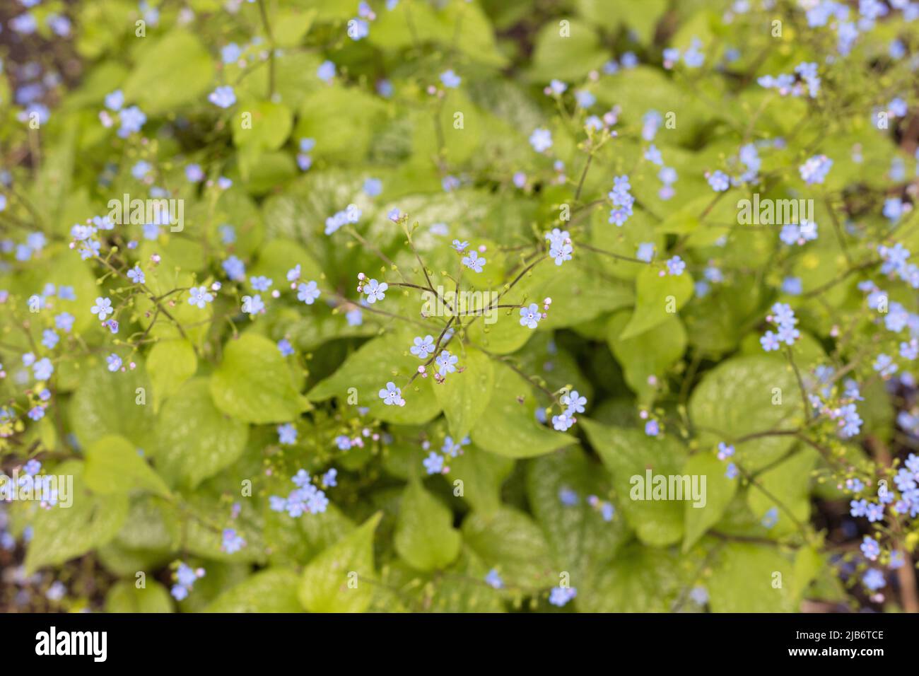 Brunnera macrophylla alexanders -Fotos und -Bildmaterial in hoher ...