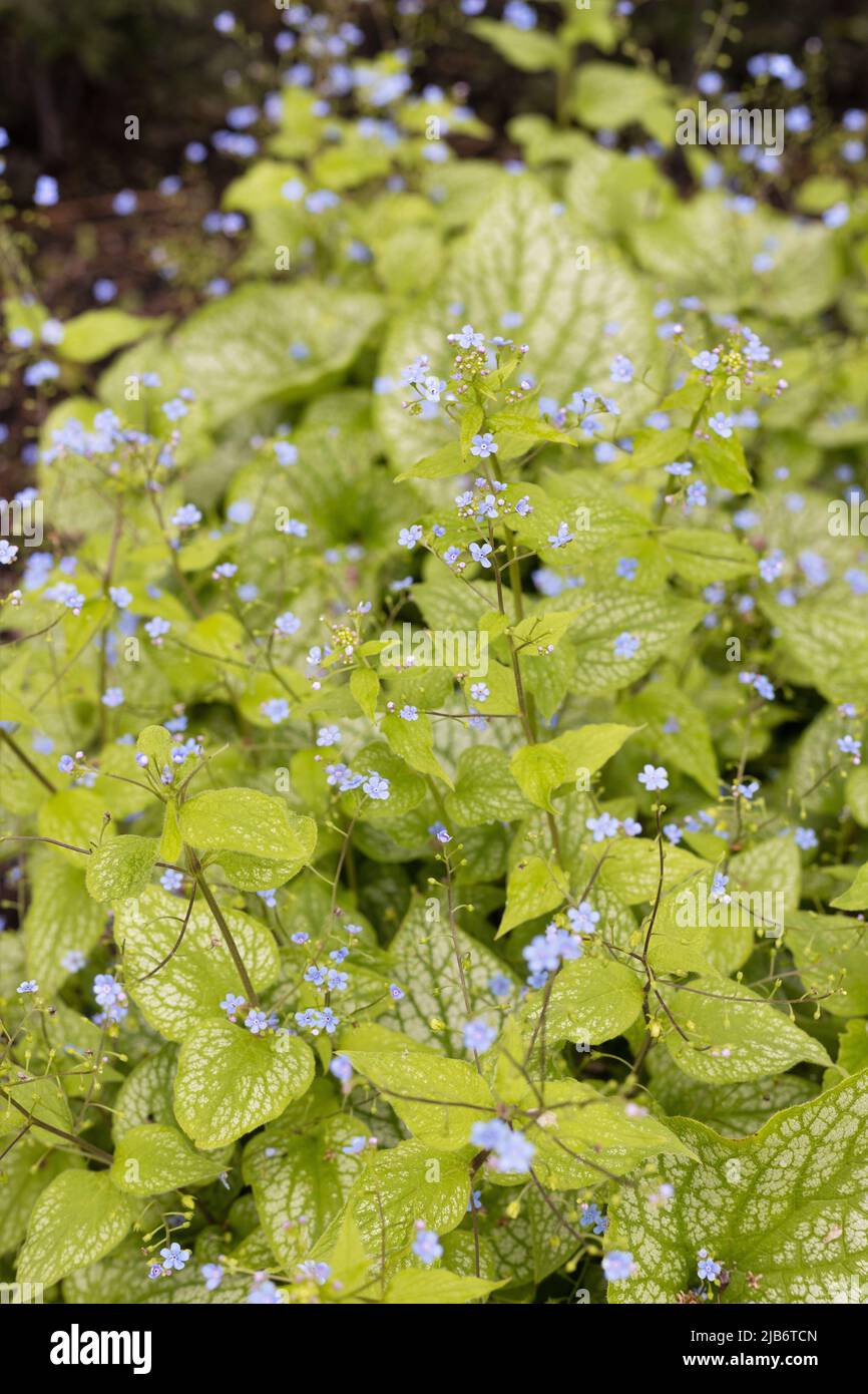 Brunnera macrophylla alexanders -Fotos und -Bildmaterial in hoher ...