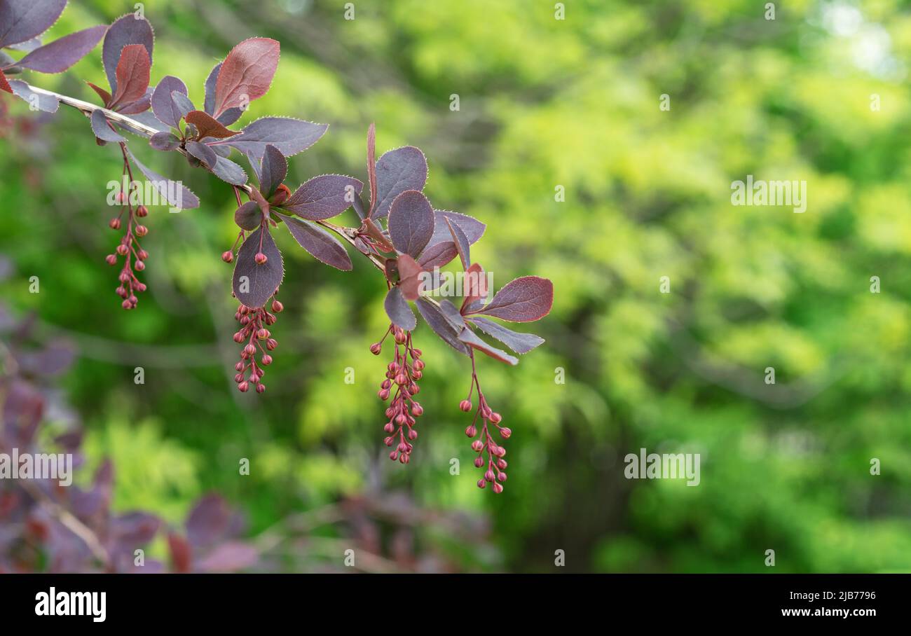 Die thunberg berberitze -Fotos und -Bildmaterial in hoher Auflösung – Alamy