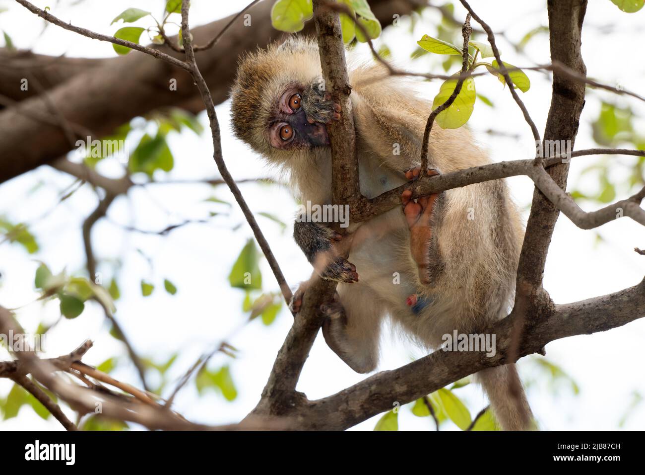 Monkey testicles -Fotos und -Bildmaterial in hoher Auflösung – Alamy