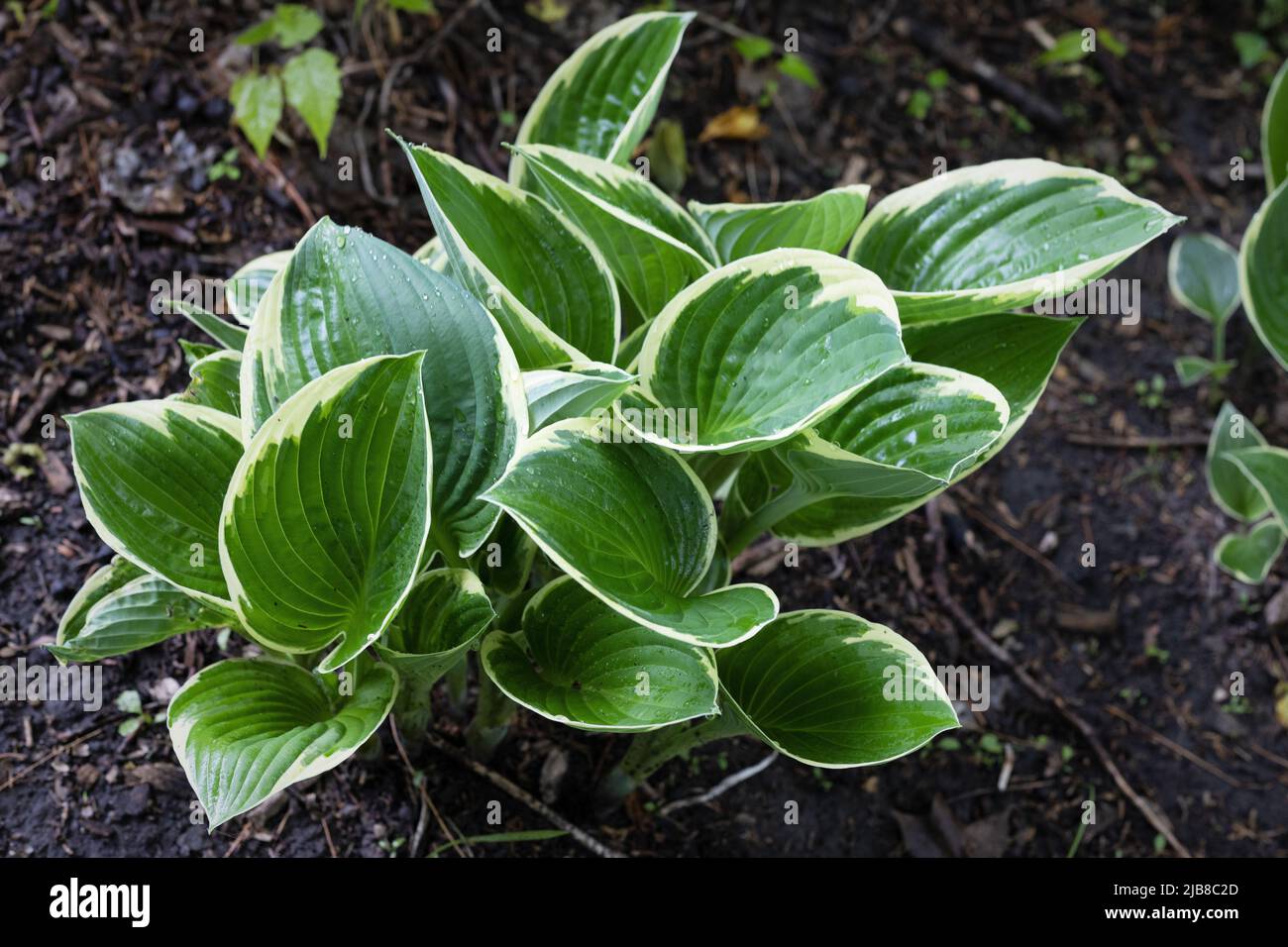 Grün und gold -Fotos und -Bildmaterial in hoher Auflösung – Alamy