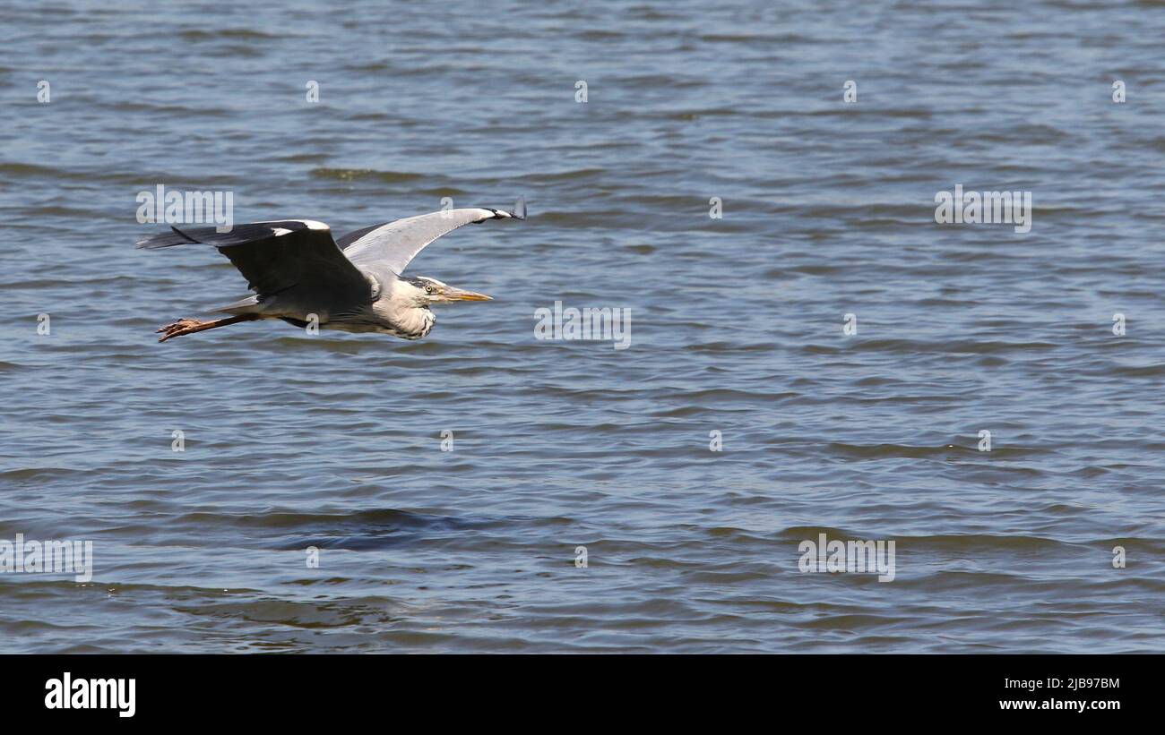 Graureiher fliegt über das offene Wasser im Stodmarsh National Nature ...
