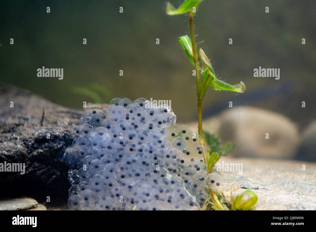 Klumpen von eiern -Fotos und -Bildmaterial in hoher Auflösung – Alamy