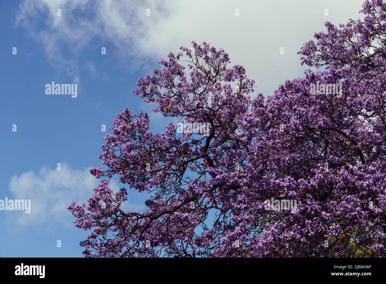 Jacaranda trees in flower -Fotos und -Bildmaterial in hoher Auflösung ...