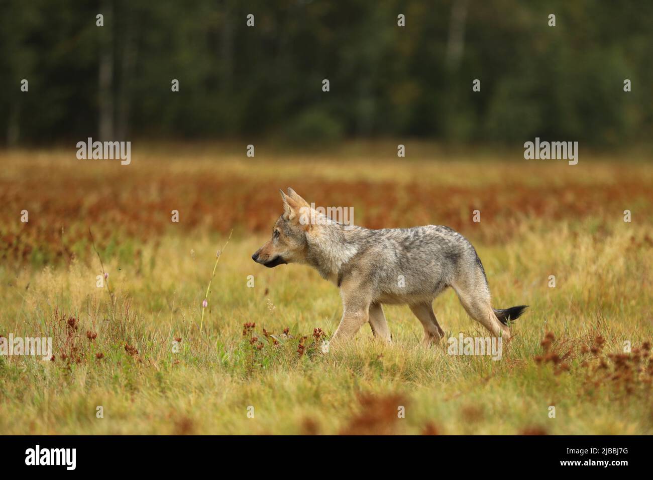 Wolf Junge läuft im Blütengras Wolf aus Finnland. Grauer Wolf, Canis ...