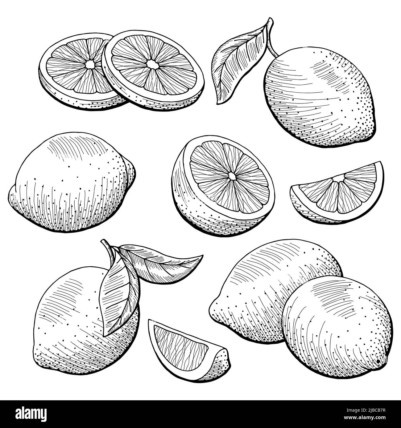 Zitrone Obst Grafik schwarz weiß isoliert Skizze Illustration Vektor ...
