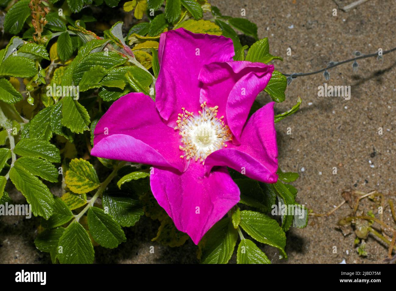 Invasive gebietsfremde arten -Fotos und -Bildmaterial in hoher ...