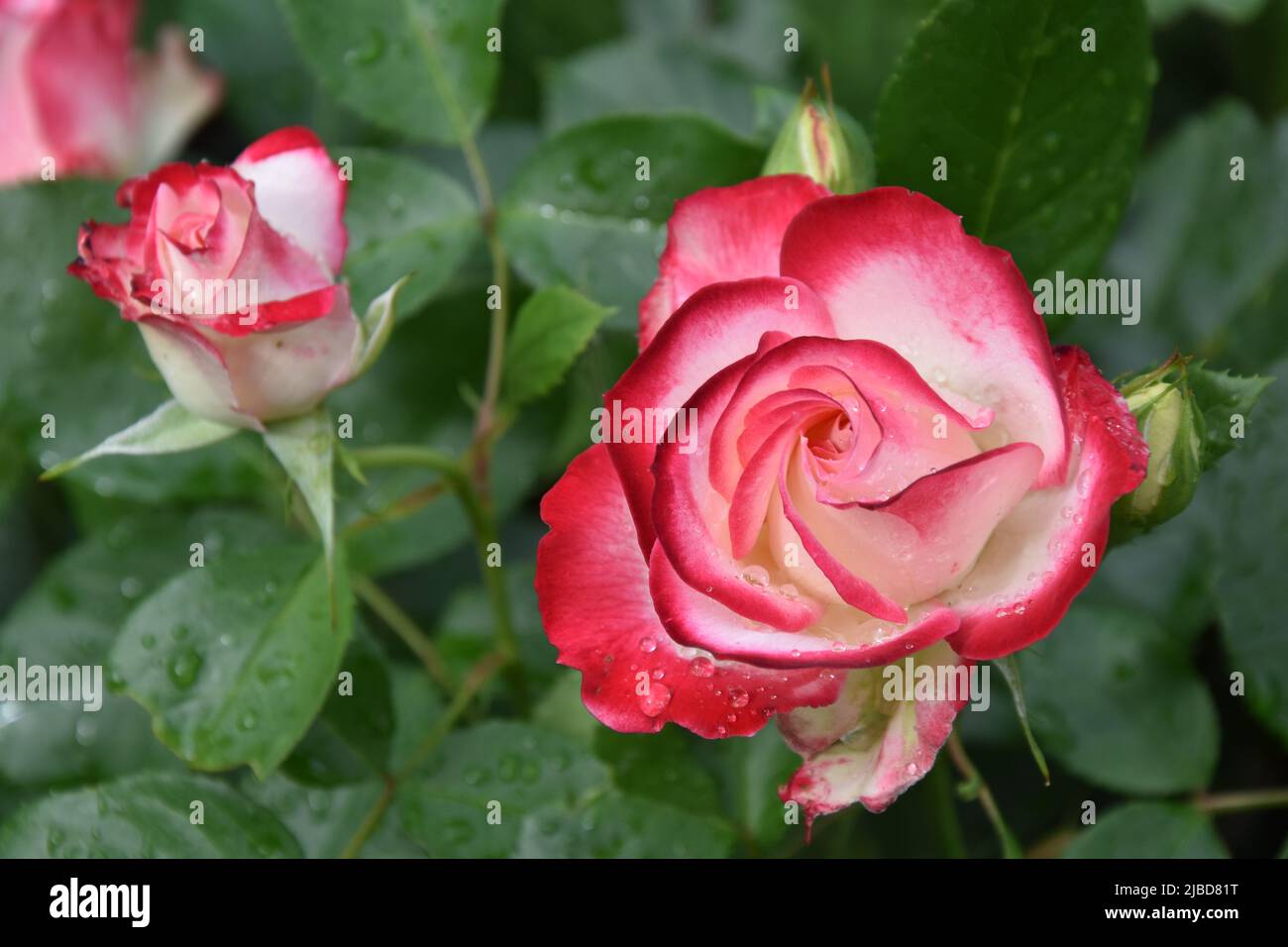 Rose garden monaco -Fotos und -Bildmaterial in hoher Auflösung – Alamy