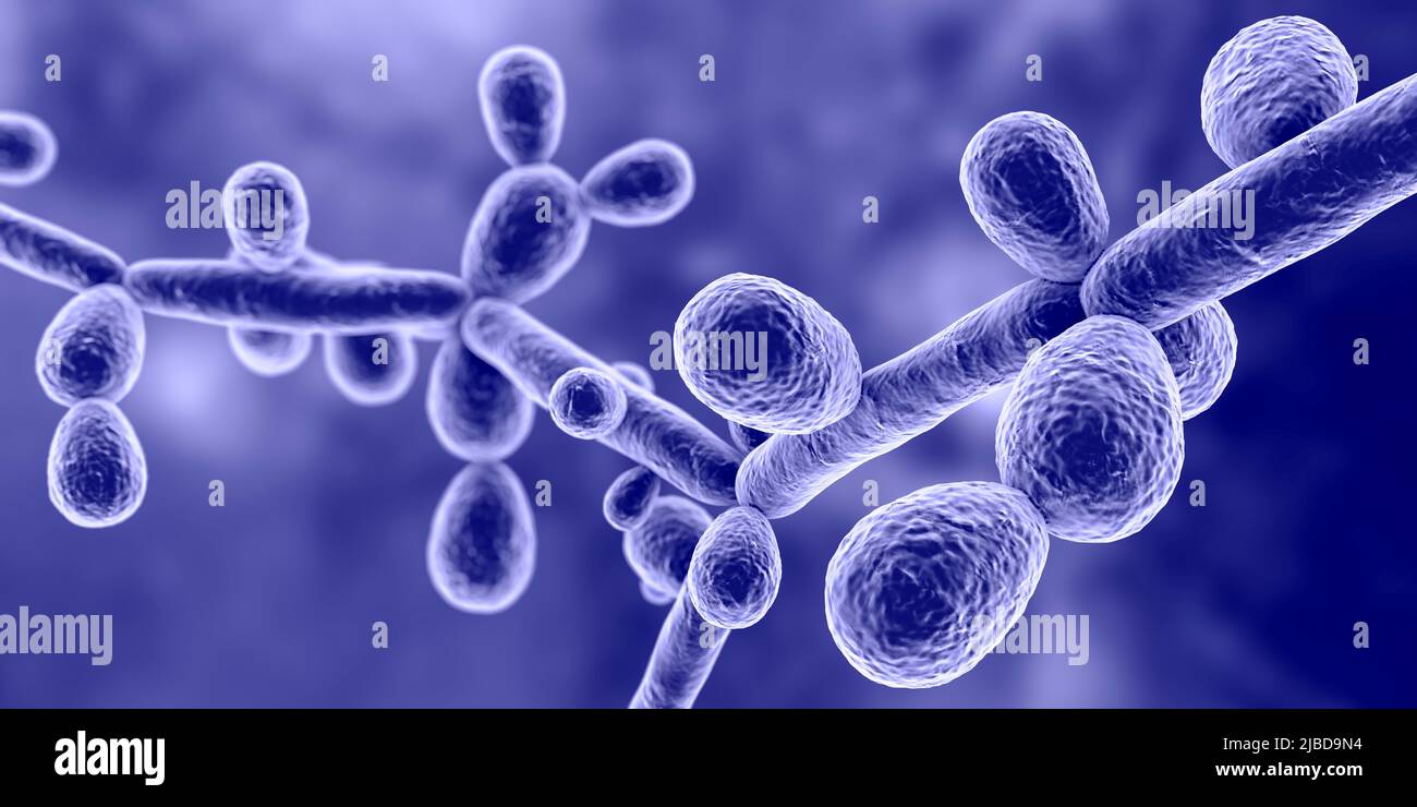 Candida sp -Fotos und -Bildmaterial in hoher Auflösung – Alamy