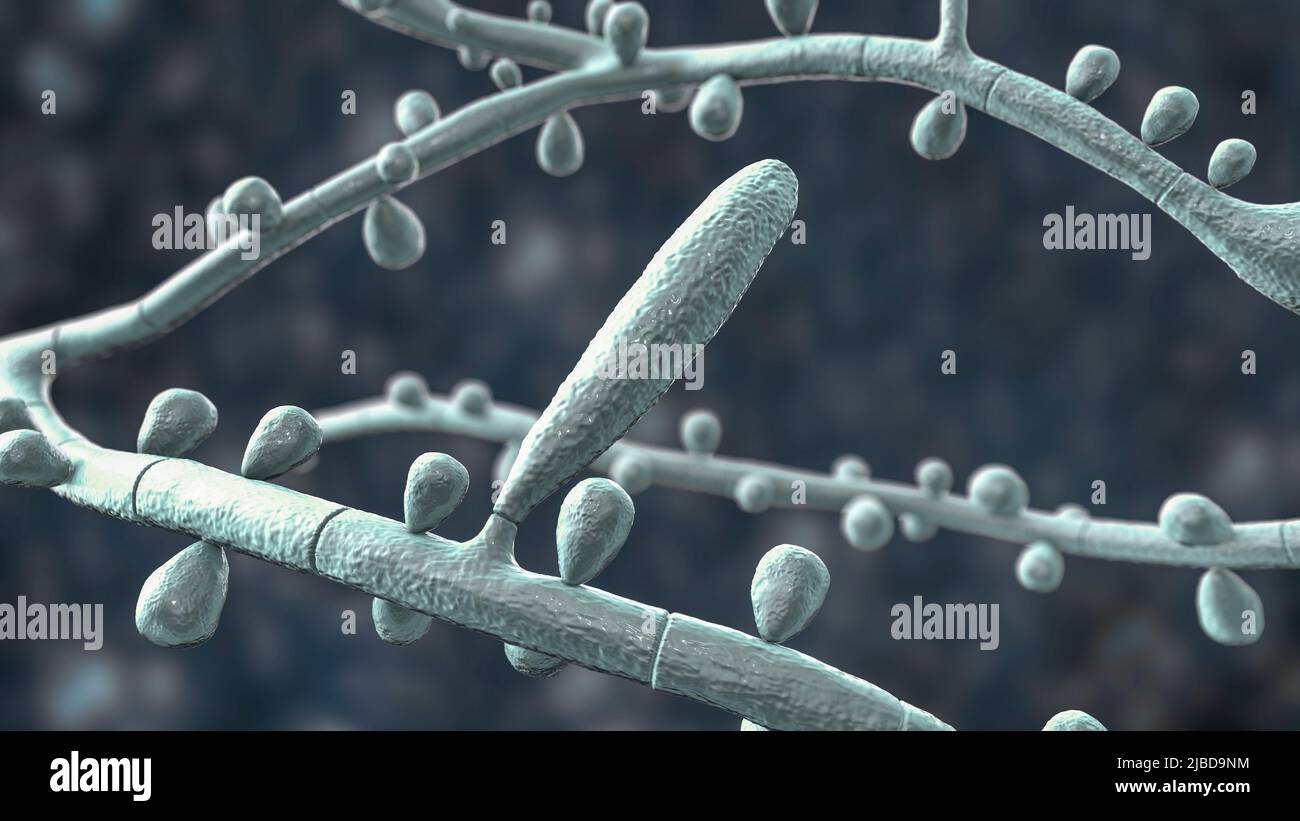 Hautinfektion mit dermatophyten Stockfotos und -bilder Kaufen - Alamy