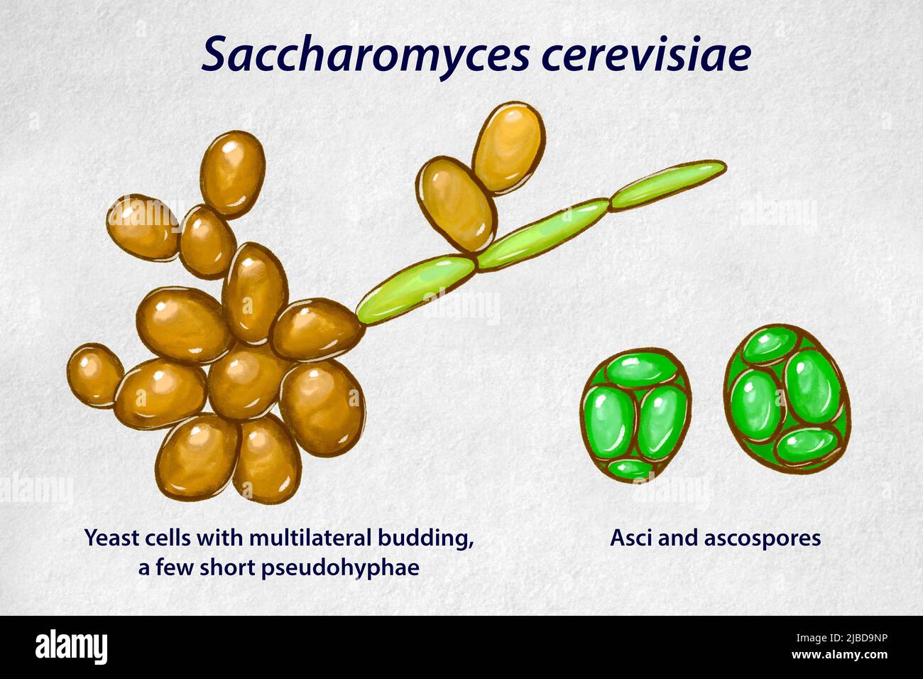 Saccharomyces cerevisiae Hefen, Abbildung Stockfotografie - Alamy