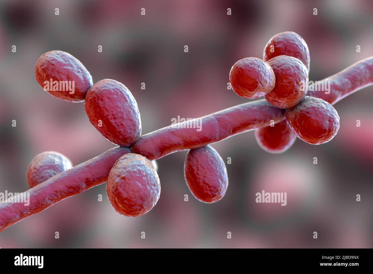 Systemische candidose -Fotos und -Bildmaterial in hoher Auflösung – Alamy