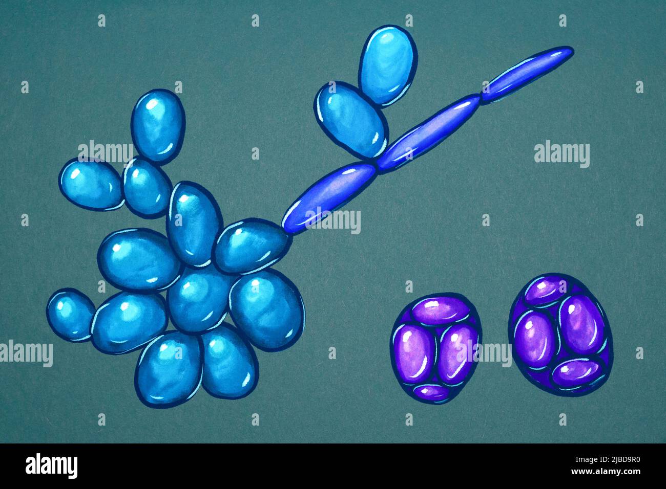 Saccharomyces cerevisiae Hefen, Abbildung Stockfotografie - Alamy
