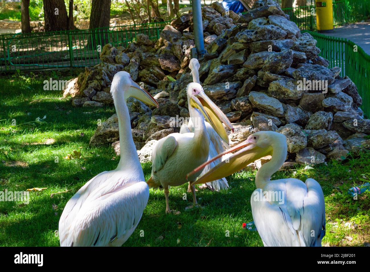Pelikane im Zoo im Seaside Park, Varna, Bulgarien.Varna ist ein ...