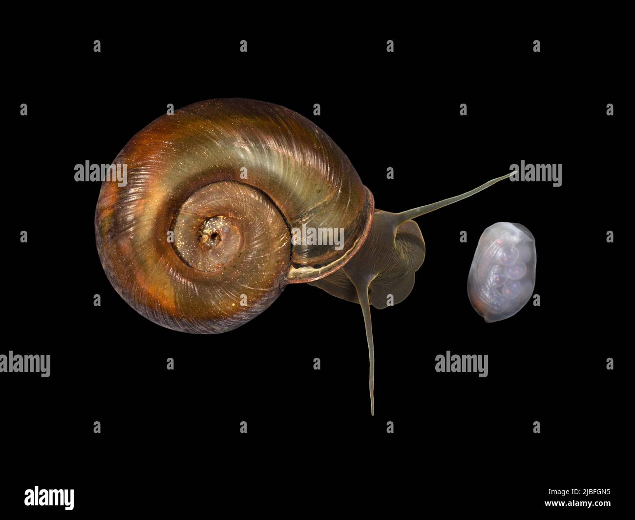 Great ramshorn -Fotos und -Bildmaterial in hoher Auflösung – Alamy