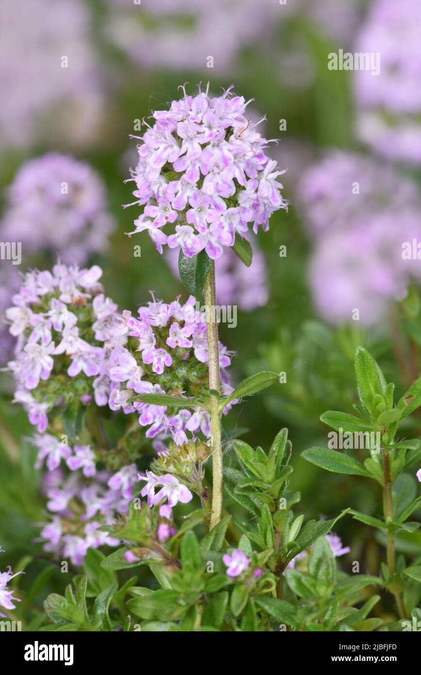 Garten thymian thymus vulgaris -Fotos und -Bildmaterial in hoher ...