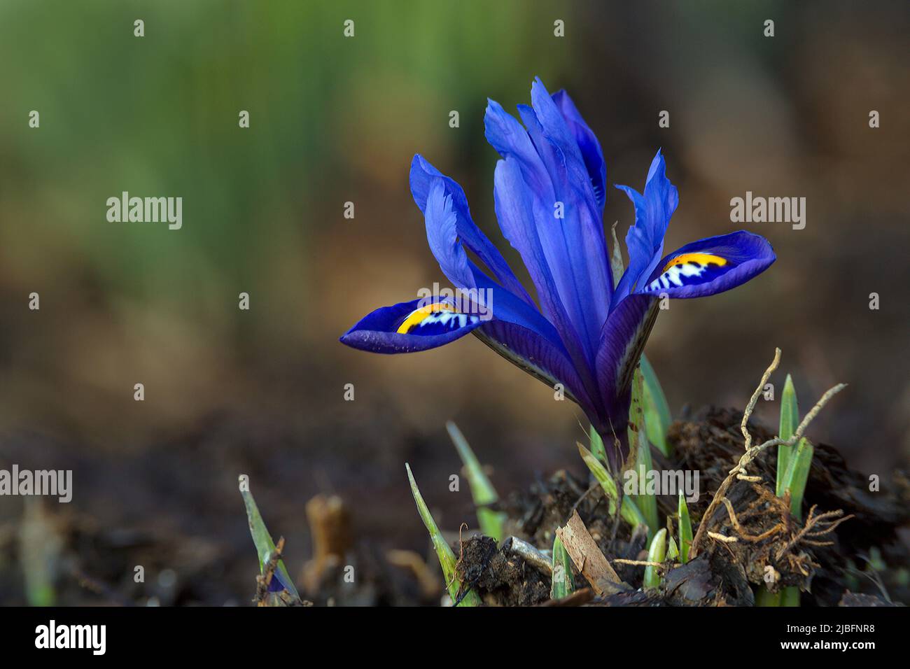 Iris reticulata joyce Stockfotos und -bilder Kaufen - Alamy