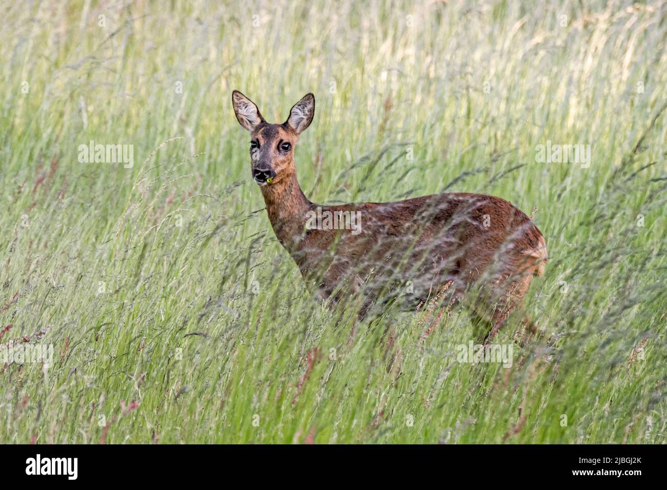 Europäisches Reh (Capreolus capreolus) Weibchen / Rehe, die im Frühjahr ...