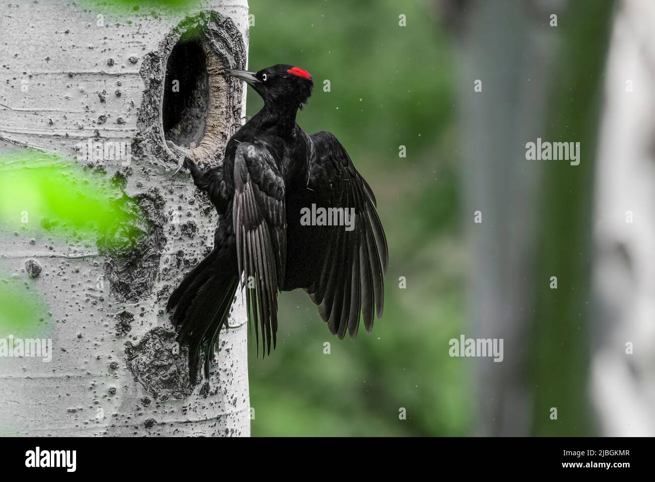 Specht eleganz -Fotos und -Bildmaterial in hoher Auflösung – Alamy