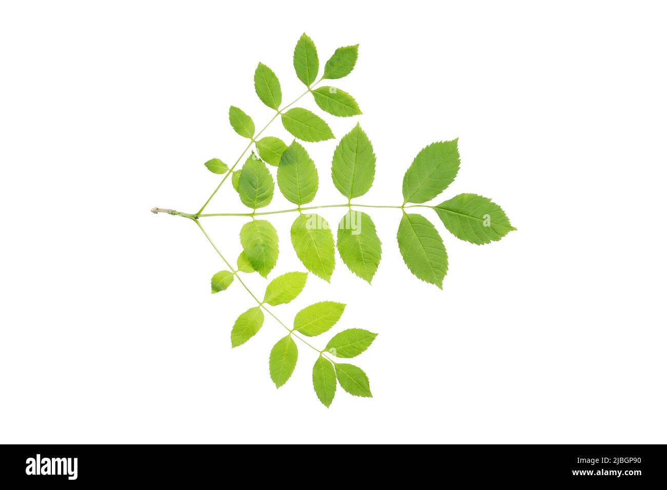 Blatt fraxinus excelsior isolieren -Fotos und -Bildmaterial in hoher ...