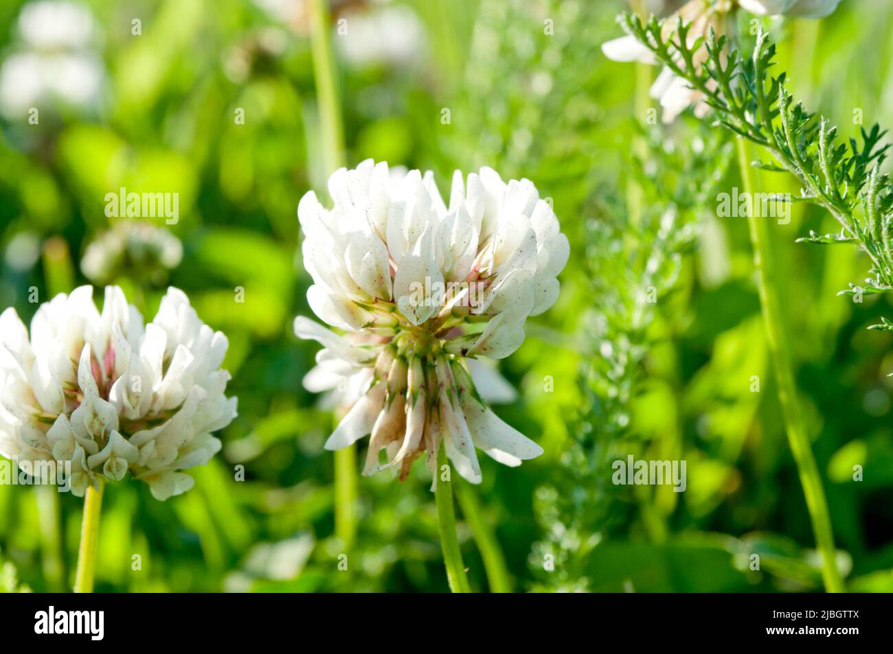 Weiße Kleeblüten im Frühjahr - Foto mit geringer Schärfentiefe. Das ...