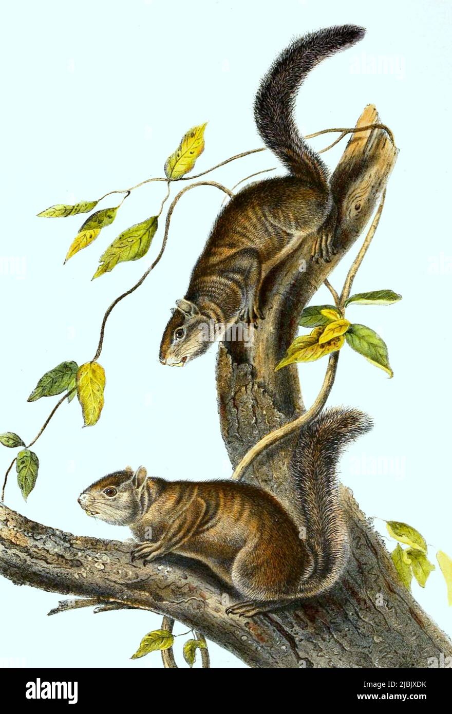 Collie-Hörnchen, Sciurus colliaei, eine Hörnchenart aus der Gattung der ...